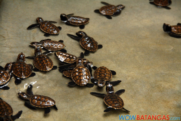 A Trip to Sepoc Island | WOWBatangas .com